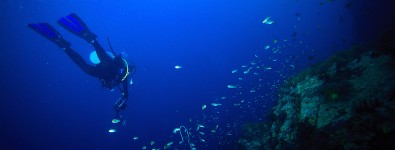 World’s Most Renowned Marine Biologists and What They Achieved