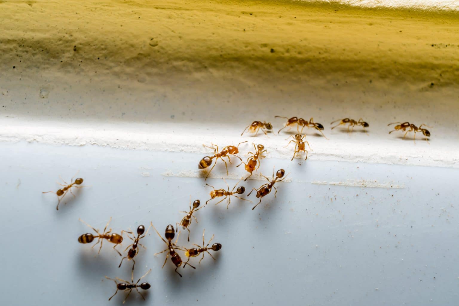 16 DIY Ant Killer Recipes That Actually Work & Are Safe