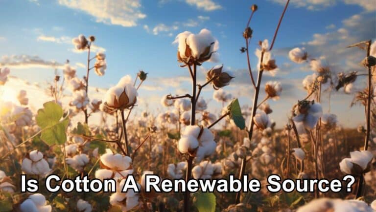Is Cotton A Renewable Source? The Truth About Its Sustainability
