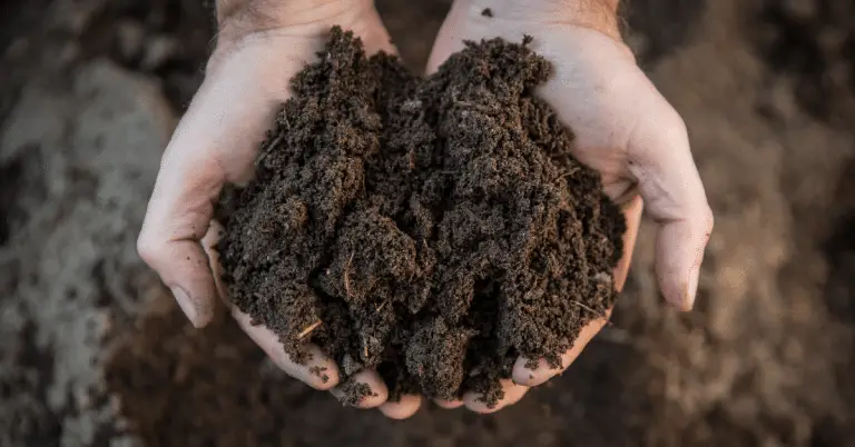 How To Use Alum For Plants: The Green Thumb’s Guide