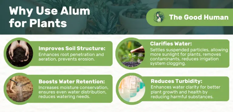 How To Use Alum For Plants: The Green Thumb’s Guide